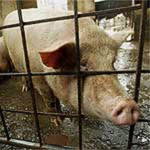 "GANADO PORCINO": RAZAS DE CERDOS